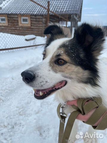 Красивая собака Балто ищет дом