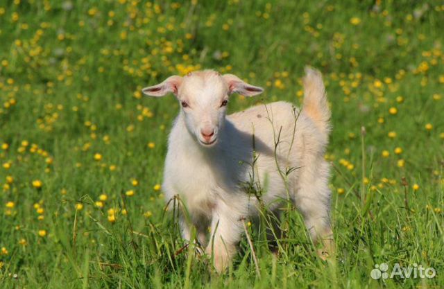 Козы и козлята