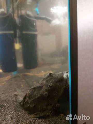 Парчовый сом