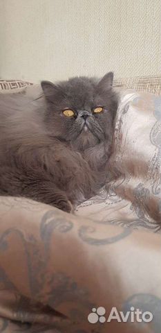 Персидская кошка девочка 1,5 года привита стерильн