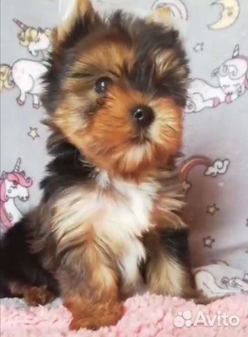 Мраморный мальчик