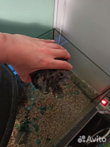 2 красноухие черепахи с аквариумом