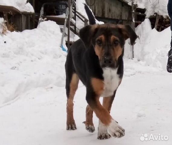 Щенок Тотошка ищет хозяина. Отдадим в хорошие руки