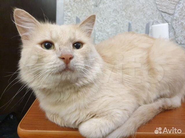 Котик Персик