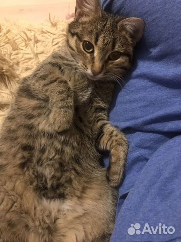 Котенок по имени Ласка (кошка, кошки, котята)
