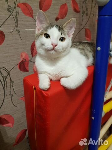 Озорной котик Коржик ждет хозяев