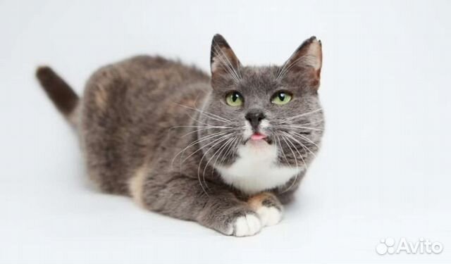 Кошка красавица пропадает в приюте