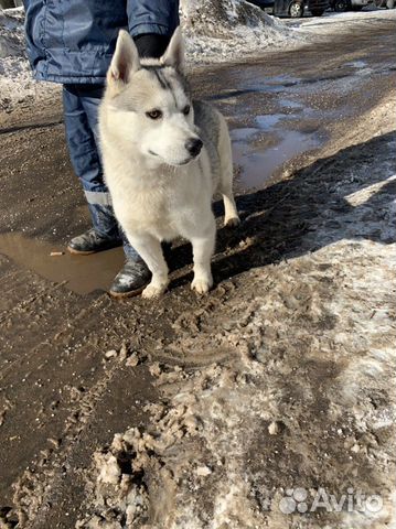 Найдена собака хаски