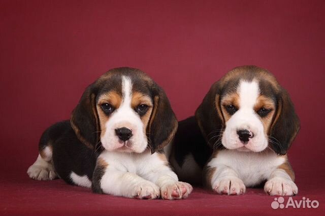 Щенки бигль бесплатно