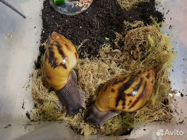 Ахатина Ахатина Тигр стандарт