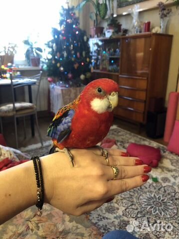 Ручная розелла