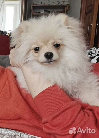 Шикарная кремуша девица Шпиц