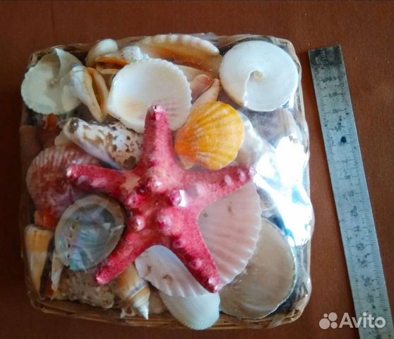 Морская звезда и ракушки