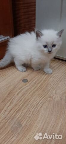 Невские маскарадные котята