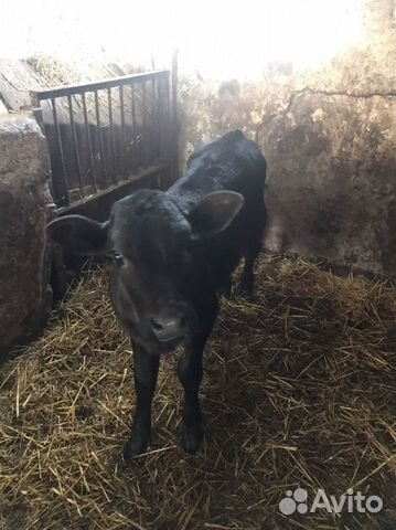 Телёнок (тёлка)