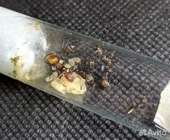 Муравьи Camponotus Nicobarensis (Рыжий реактивный)