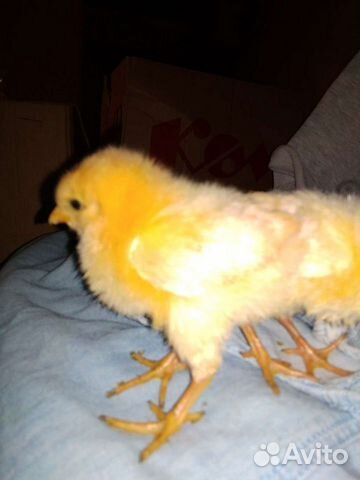 Цыплята месячные, л браун от 1й штуки