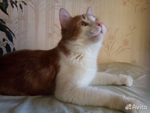 Красавец в добрые руки