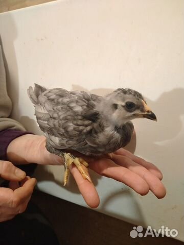 Цыплята 2месяца, Амераукана