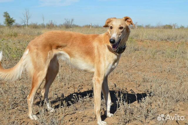 Щенки степной борзой в добрые руки