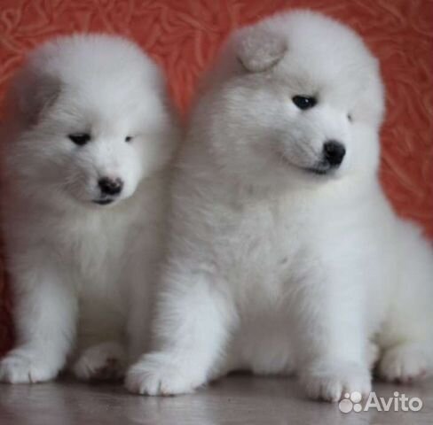 Белые медвежата самоедики