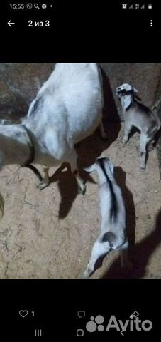 Коровы козы