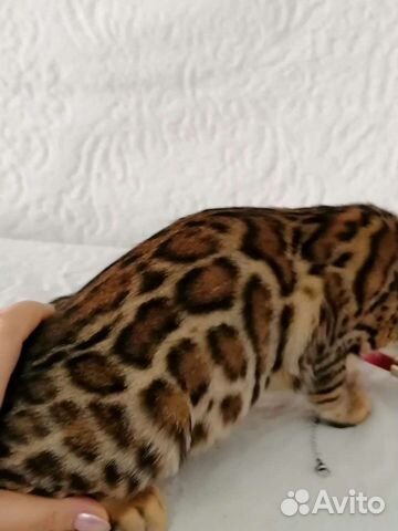 Бенгальская девочка Тайга