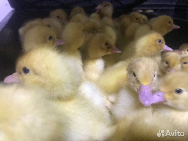 Утята ст5 с доставкой в Казань