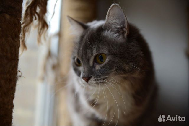 Отдам кошечку Белку