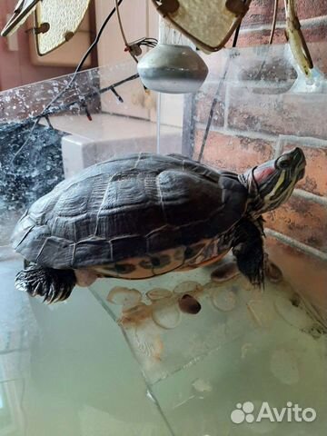Красноухая черепаха с аквариумом бесплатно