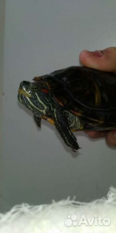 Черепаха красноухоя