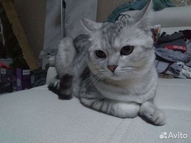 Шикарный шотландец