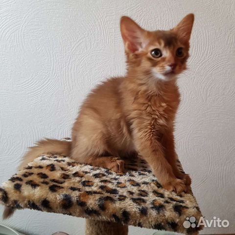 Сомалийская