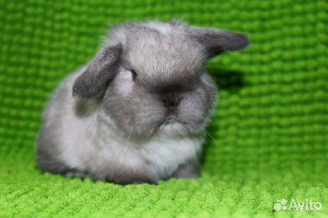 Кролики карликовые, вислоушки