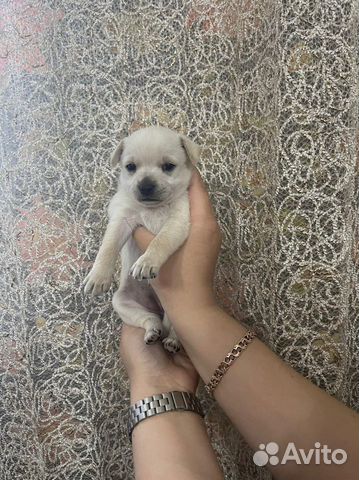 Собака
