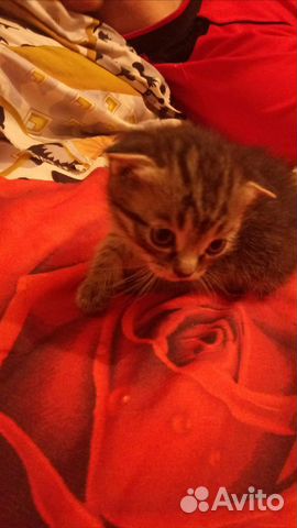 Котята отдам даром