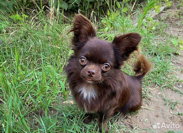 Вязка кобель чихуахуа