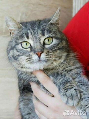 Классная кошечка Мурза ищет дом