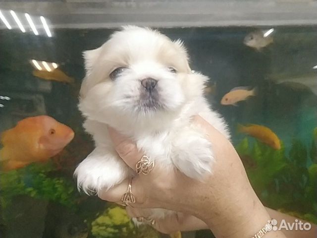 Пекинес