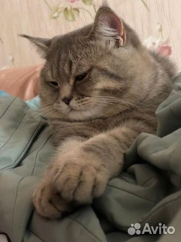 Вязка британец