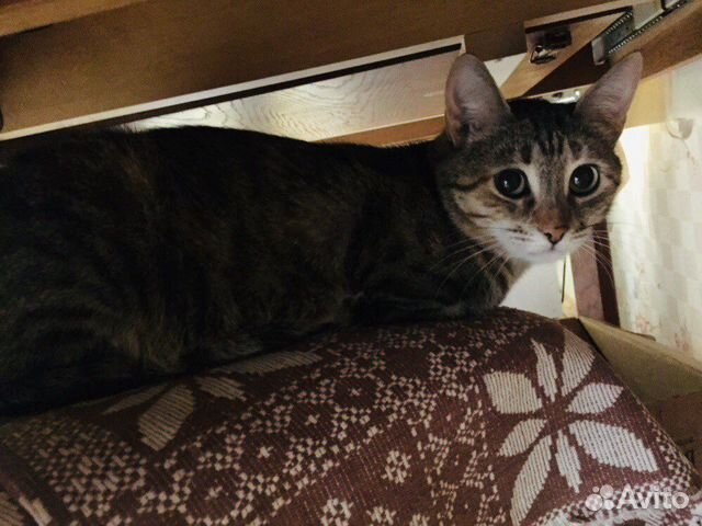 Тесса, кошка