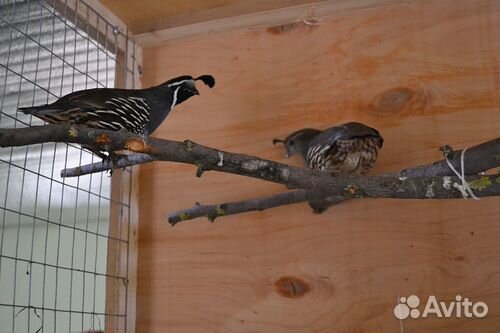 Перепела Калифорнийские