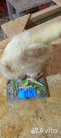 Цыплята бройлеры подрощенные 20 дней