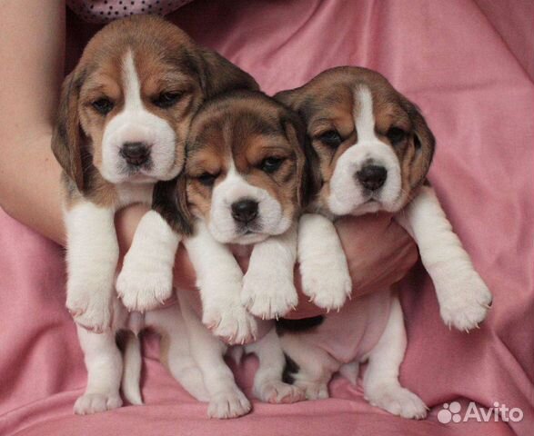 Биглюшки девочки-плюшки