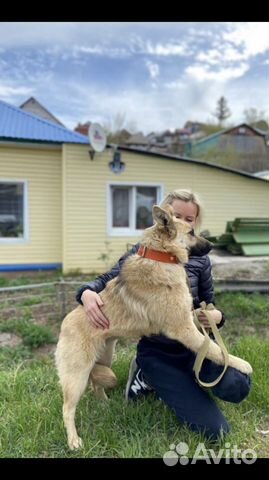 Щенки