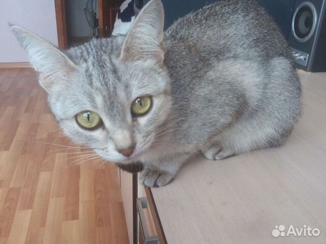 Кошка в дар