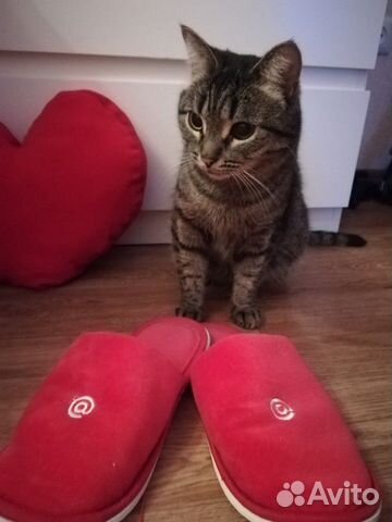 Кошечка в добрые руки