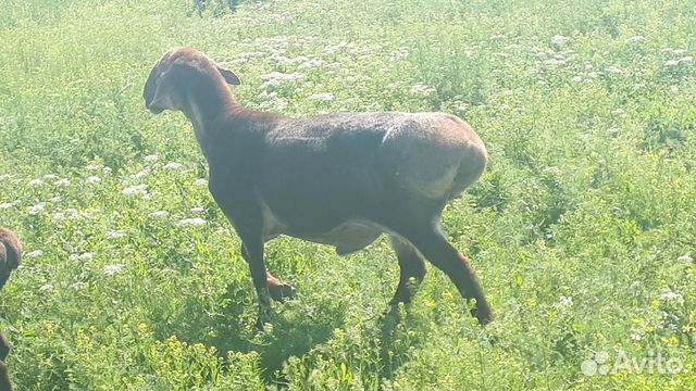 Баран Азиатских кровей