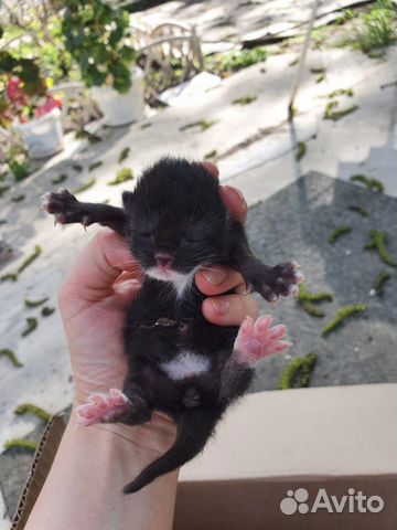 Кому нужна маленькая радость