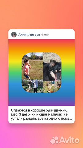 Щенки 6 мес. Помесь ретривера